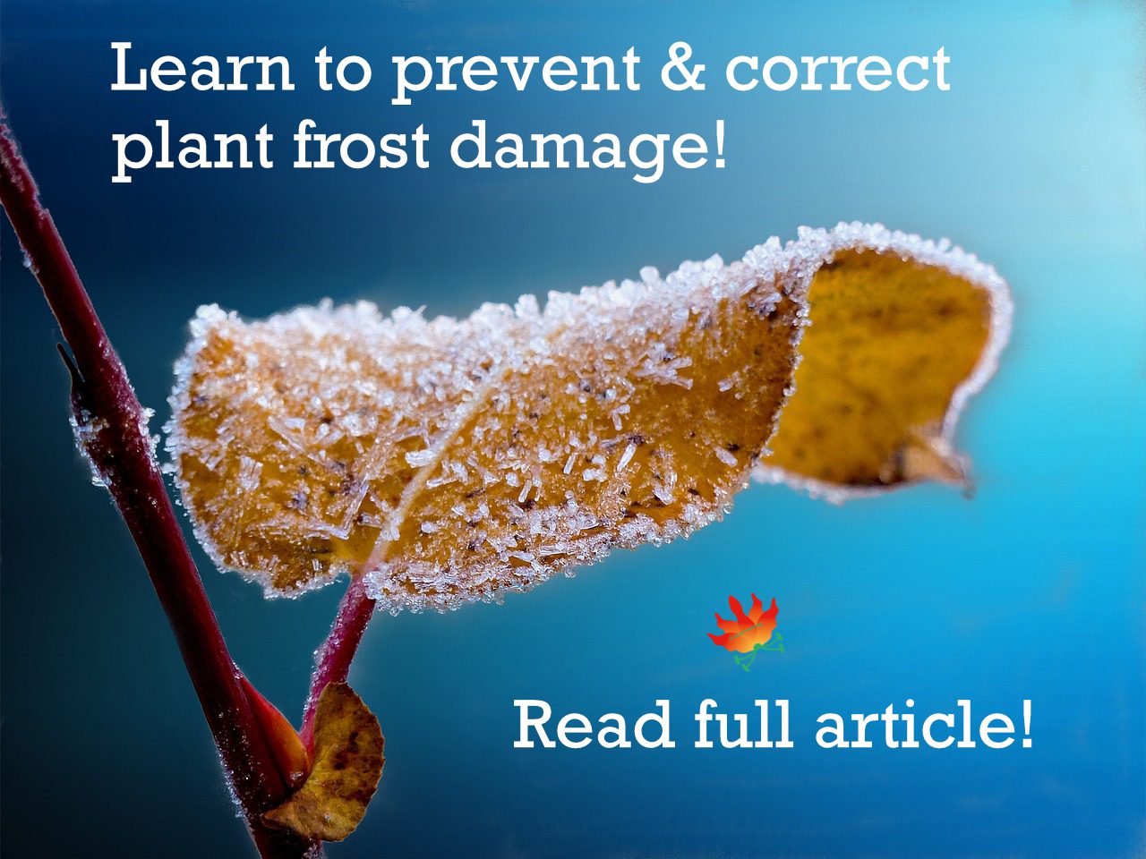 Preventing and Correcting Plant Frost Damage | My Dragonfly Gardens
