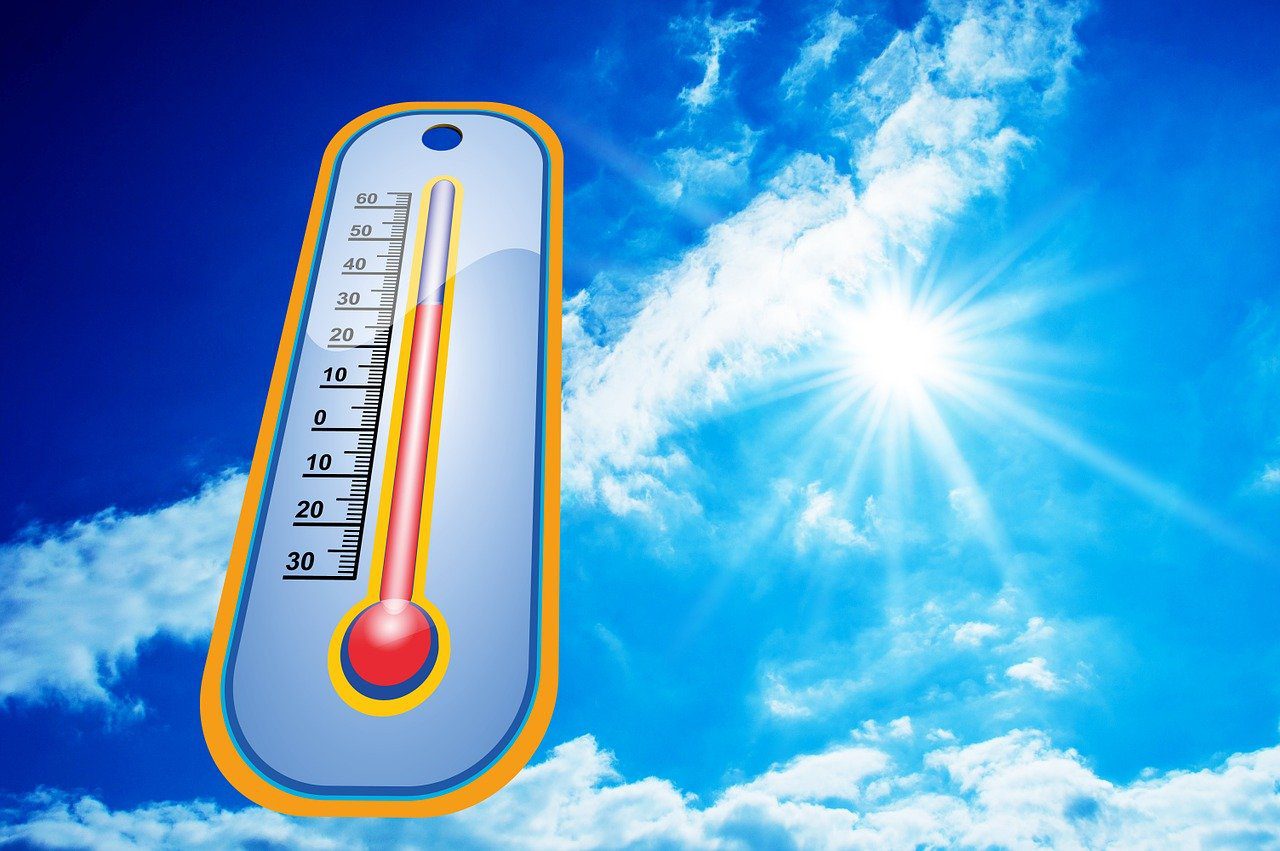 🌞 Heat Wave Garden Tips: Watering, Shade & Survival