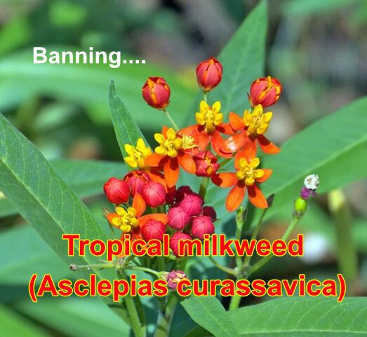 Tropical Milkweed on Florida Watch List | My Dragonfly Gardens